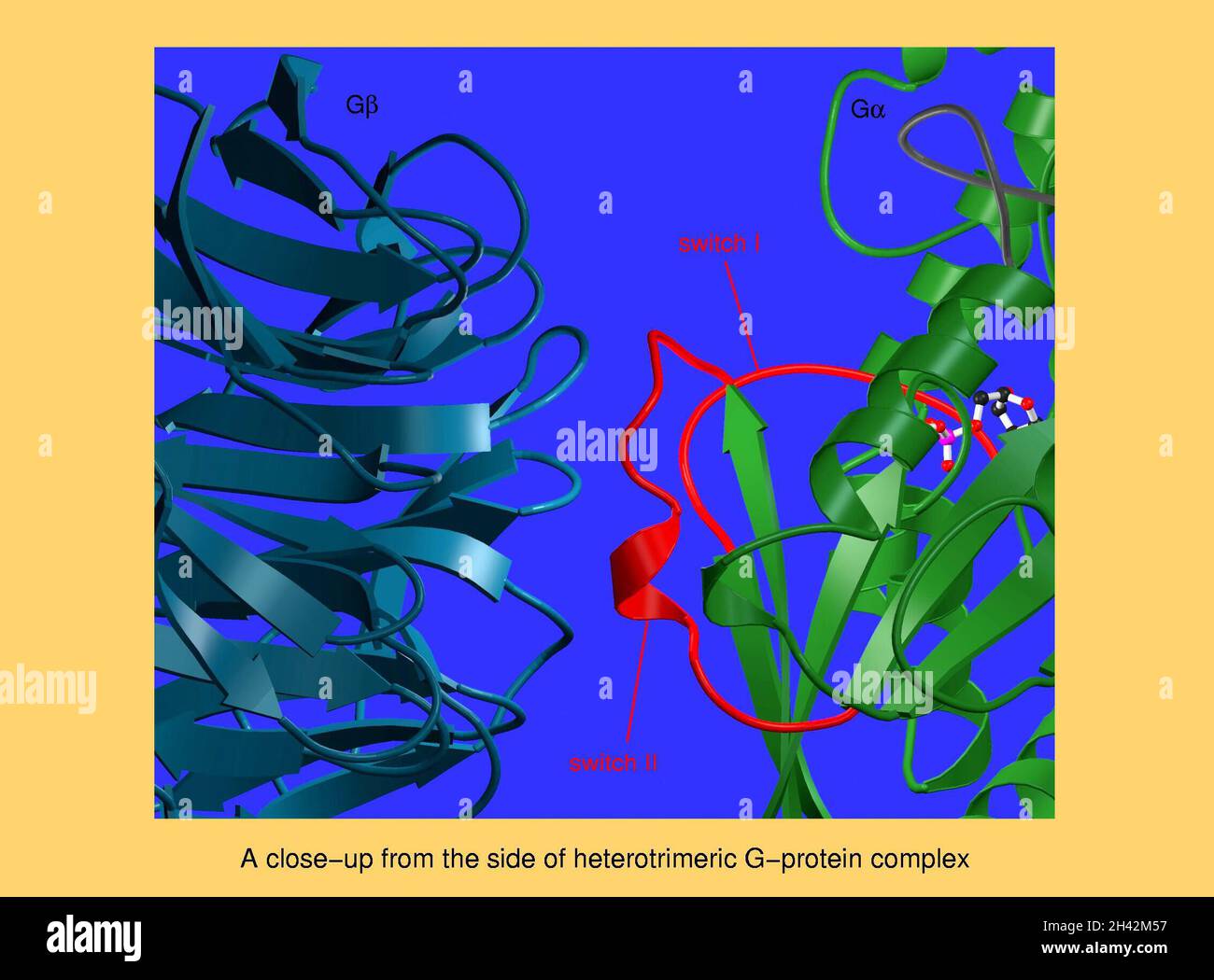 Molecular model of heterotrimeric G protein Stock Photo - Alamy