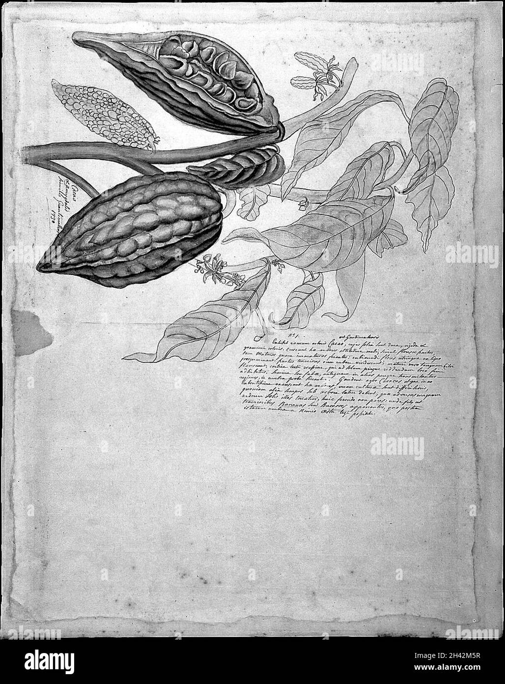 Fruit of the cacao tree and a Guatemalan almond tree. Drawing by Thomas ...