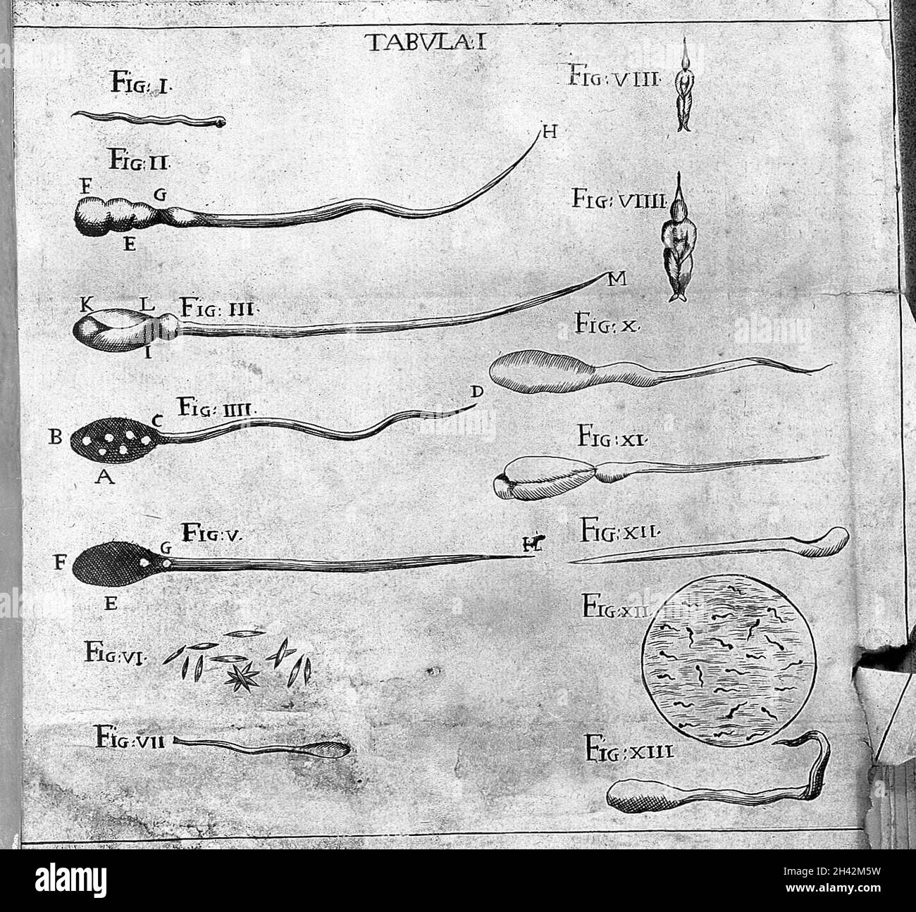 Figures of homunculi in semen Stock Photo - Alamy