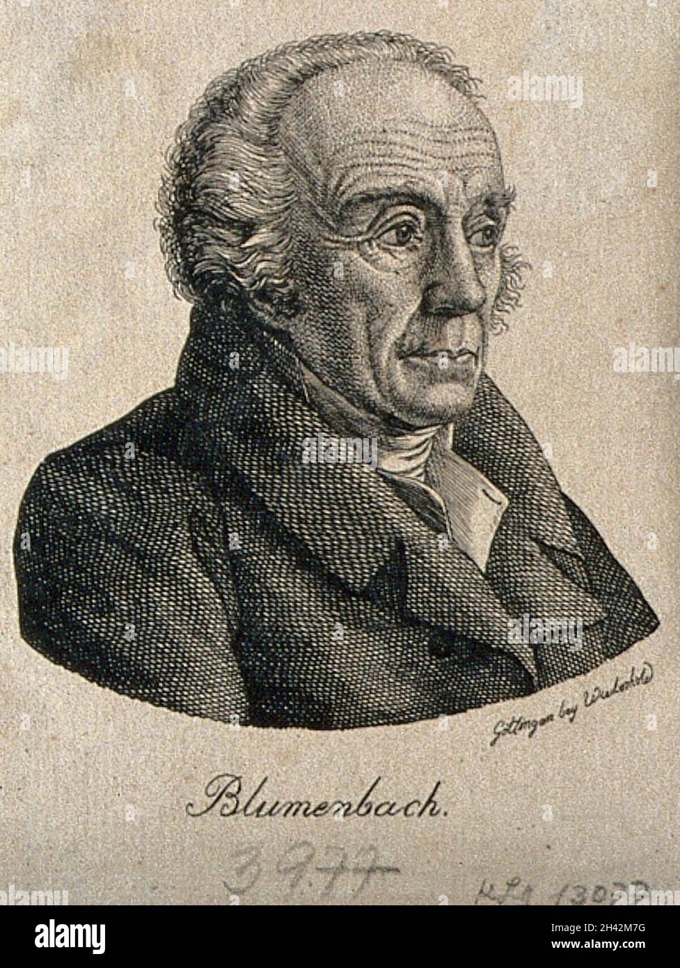Johann Friedrich Blumenbach. Stipple engraving by Wiederhold [?] Stock ...