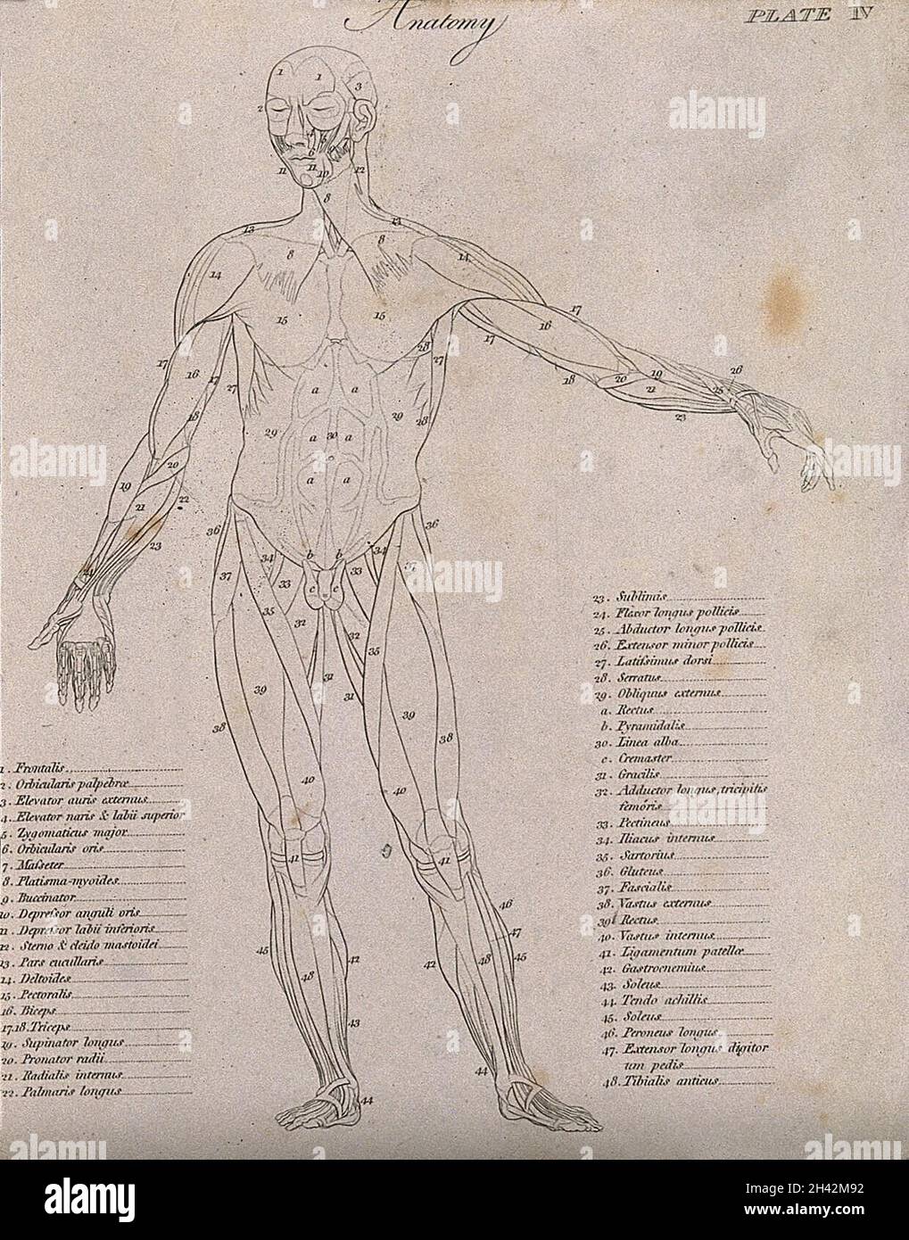 An écorché, seen from the front: diagram showing the outlines of the ...