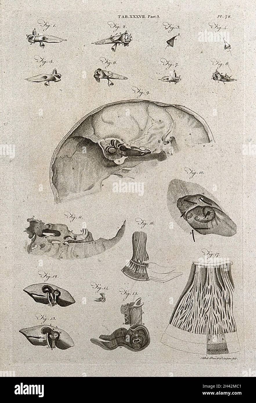Parts of the ear: seventeen figures. Line engraving by A. Bell after A ...