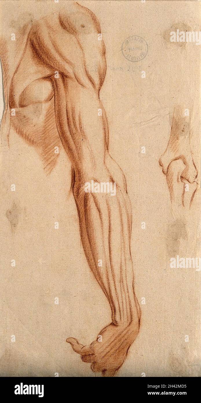 The muscles of the right arm (left); bones of the elbow (right). Red ...