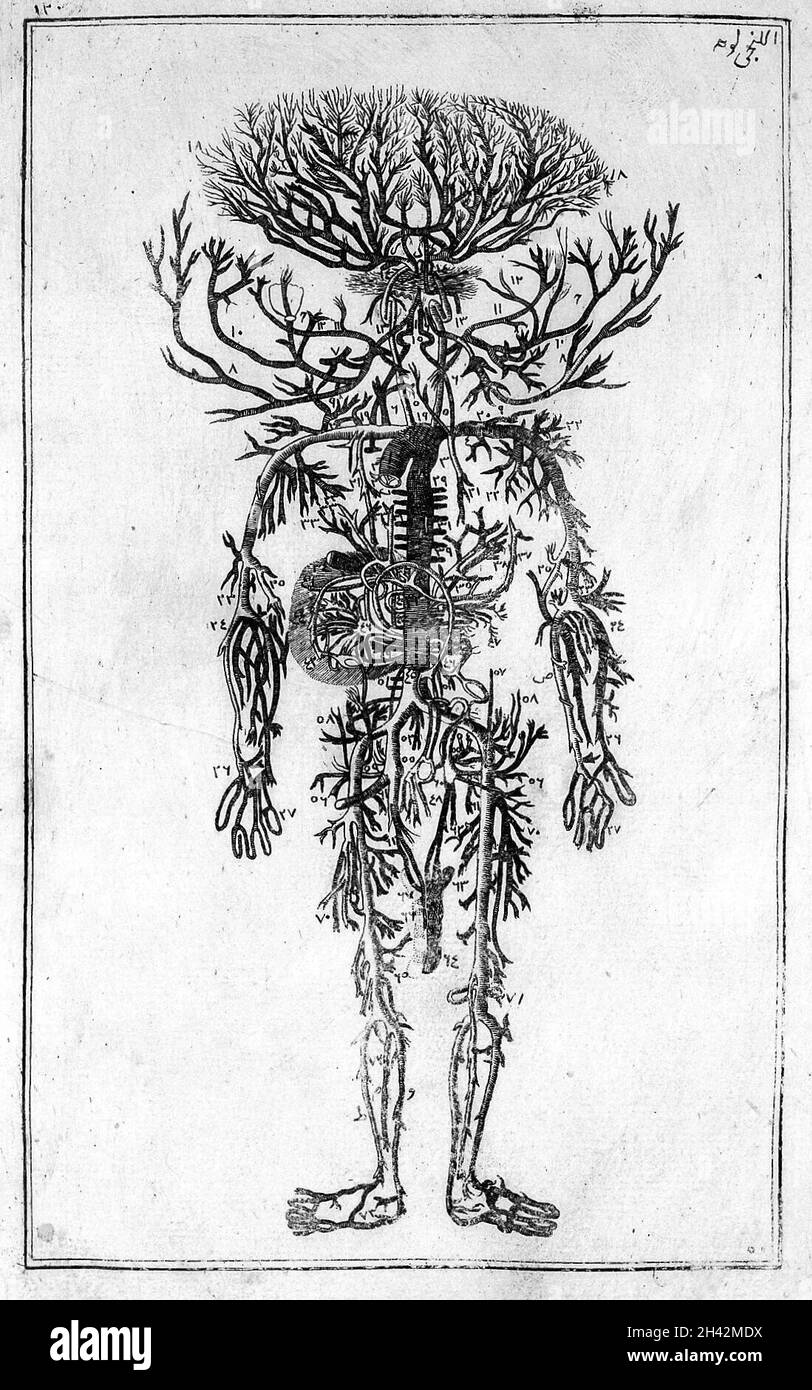 Heart biology diagram arteries hi-res stock photography and images - Alamy