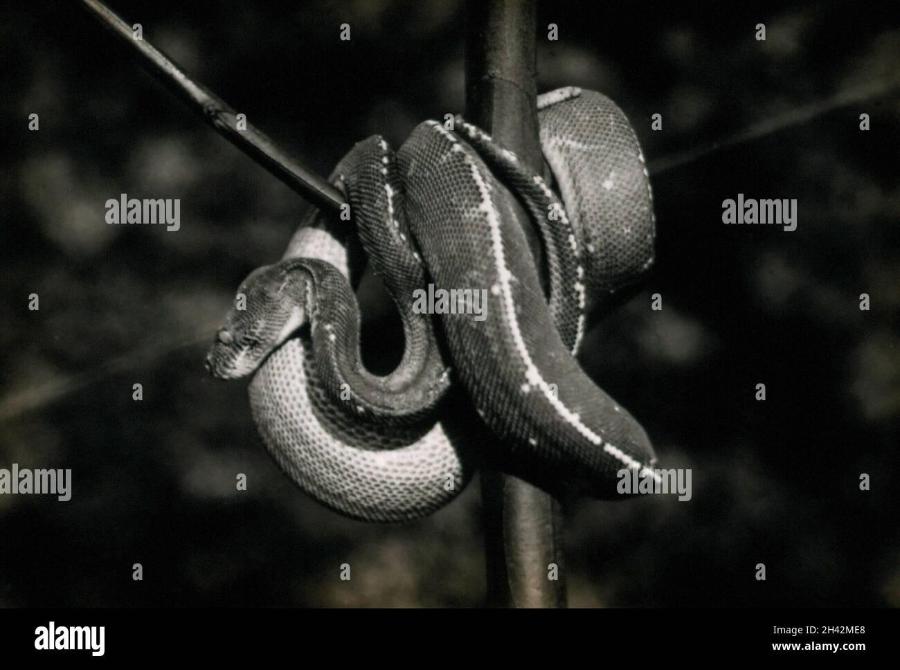 Green tree snake (Chondropython viridis), coiled around a tree ...