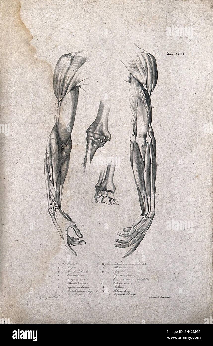 Muscles and bones of the shoulder, arm and hand: two figures of écorché ...