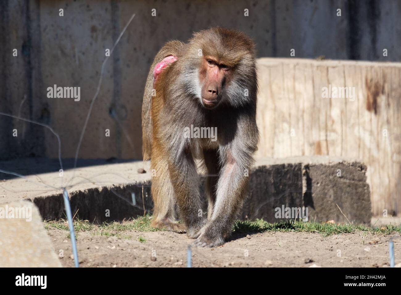 Baboon monkey. Mammal and mammals. Land world and fauna. Wildlife and ...