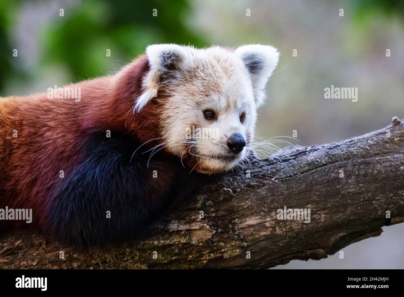 Red panda. Mammal and mammals. Land world and fauna. Wildlife and ...