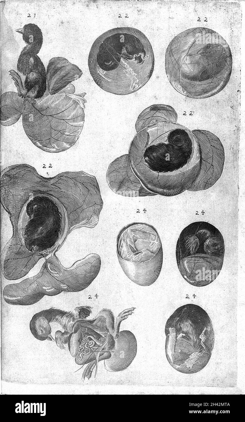 Chick embryo hi-res stock photography and images - Alamy
