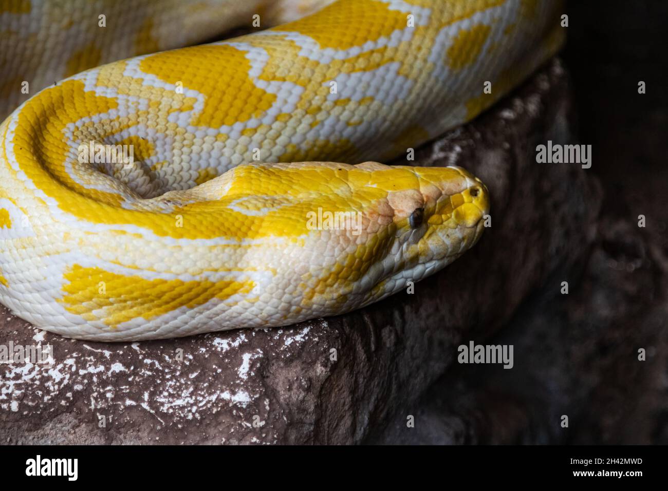 Burmese python snake. Reptile and reptiles. Amphibian and Amphibians ...