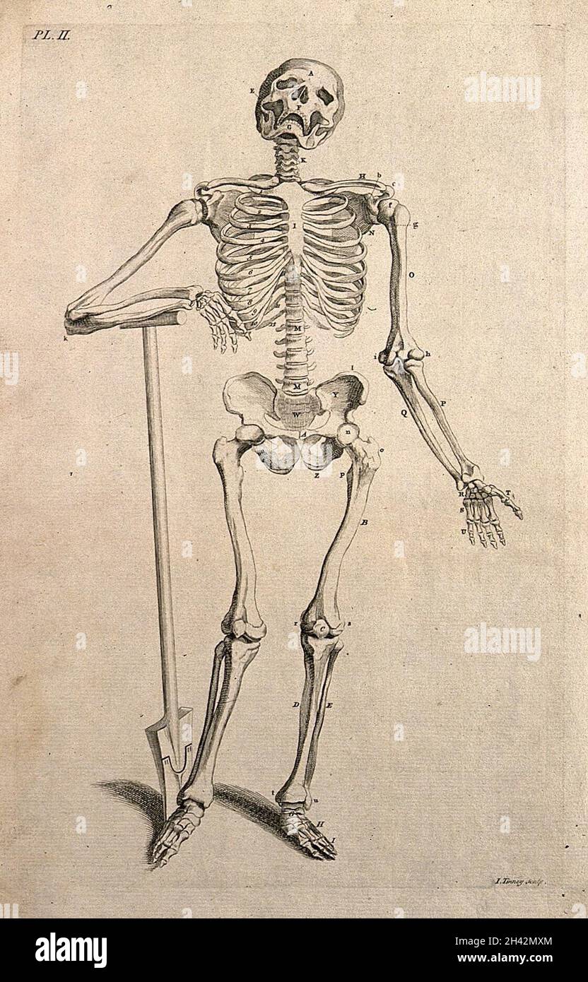 Vesalius skeleton with skull hi-res stock photography and images - Alamy