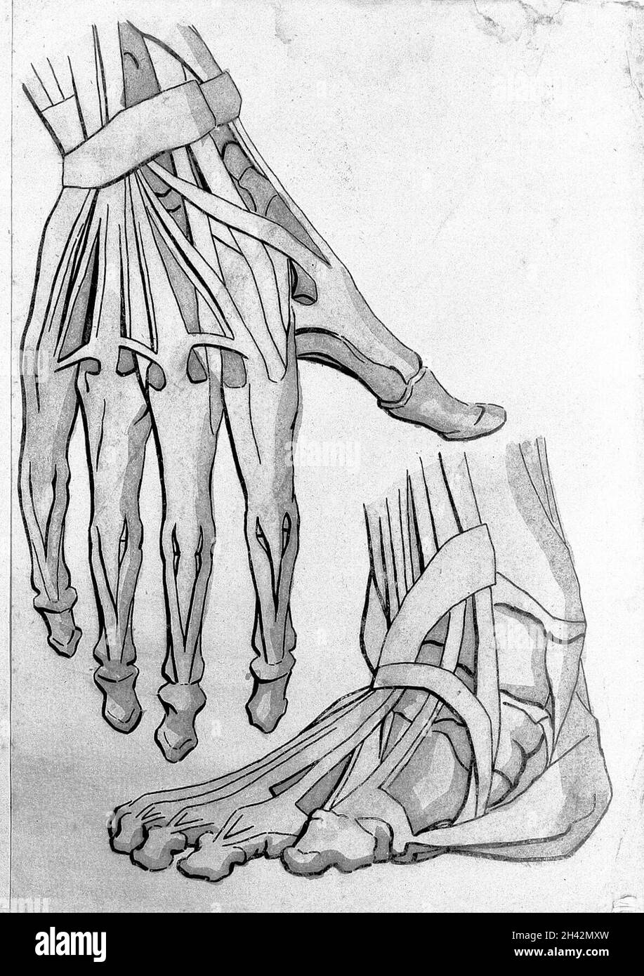 Sketches of anatomy Stock Photo - Alamy