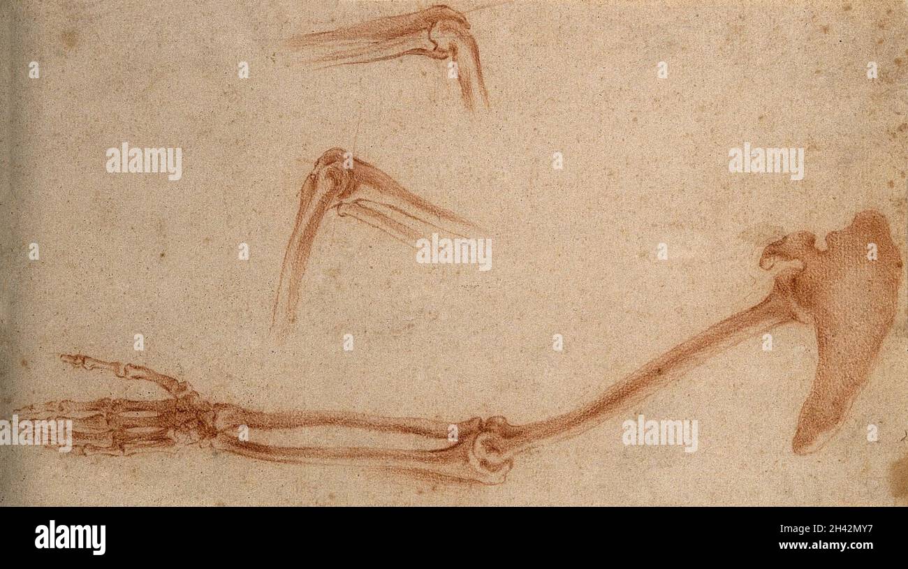 The bones of arm, scapula and elbow: three figures. Red-chalk drawing ...
