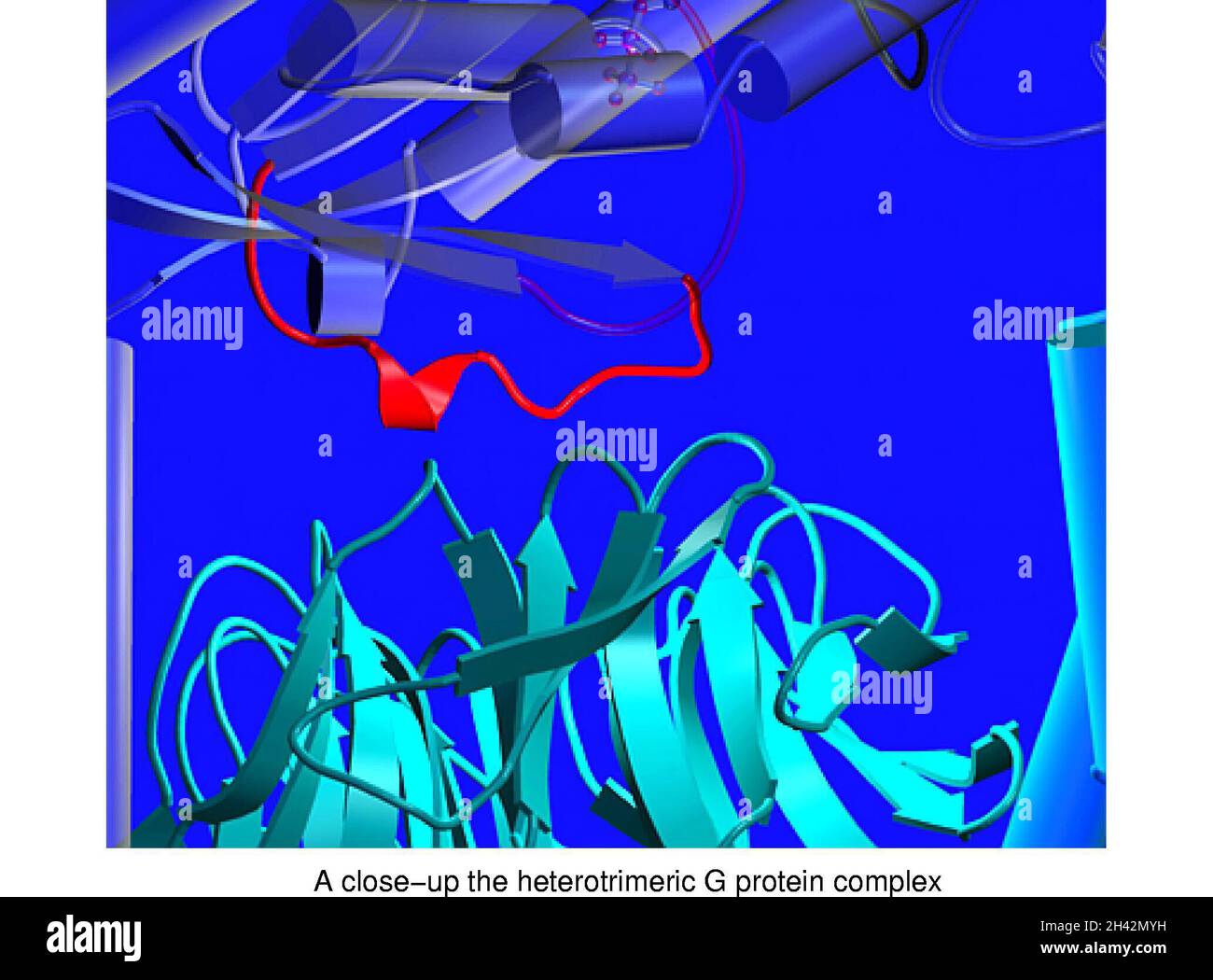 Molecular model of heterotrimeric G protein Stock Photo - Alamy
