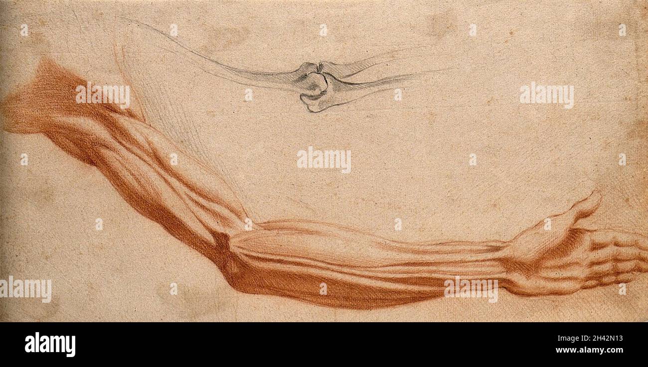 The muscles of the raised left arm, elbow and hand(right); bones of the ...