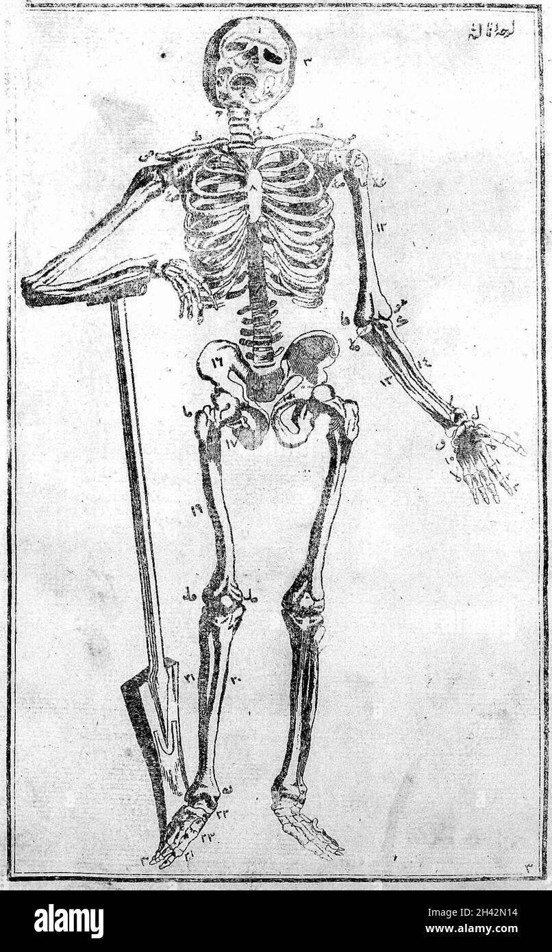 Standing skeleton, frontal view Stock Photo - Alamy