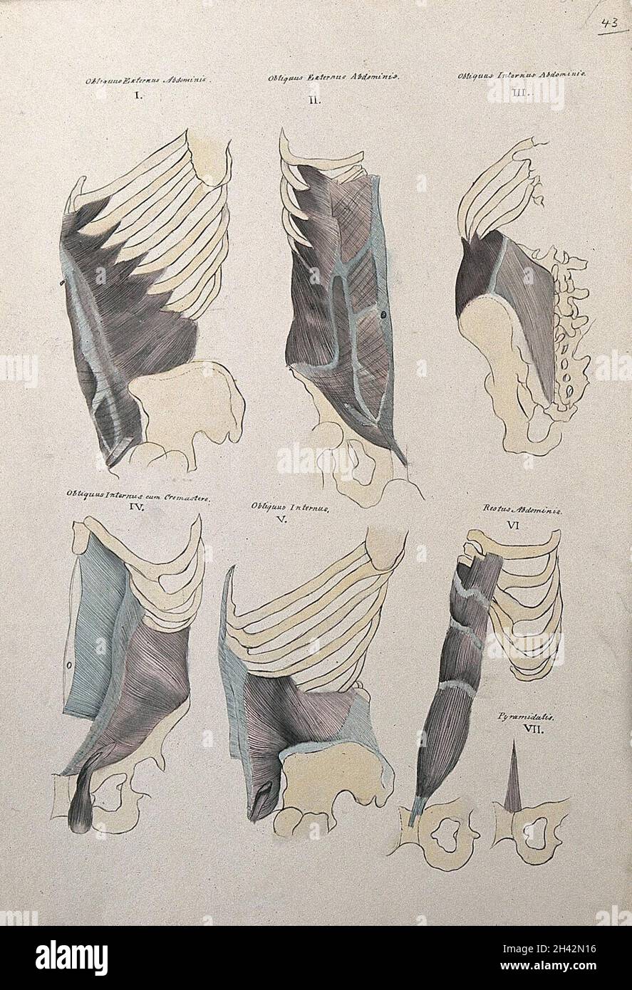 Muscles of the diaphragm: six figures. Pen and ink drawing with ...