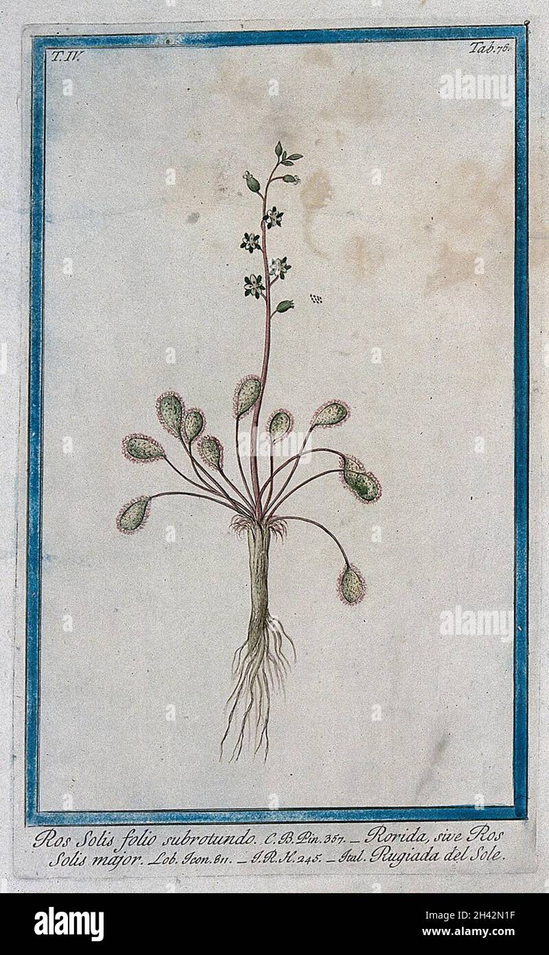 Sundew (Drosera sp.): entire flowering and fruiting plant with seeds ...