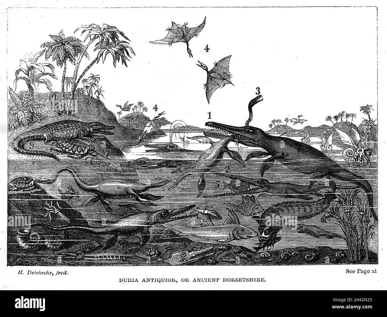 Detailed natural history work Cut Out Stock Images & Pictures - Alamy