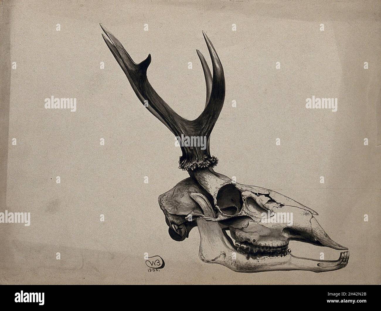 Stag head watercolour hi-res stock photography and images - Alamy