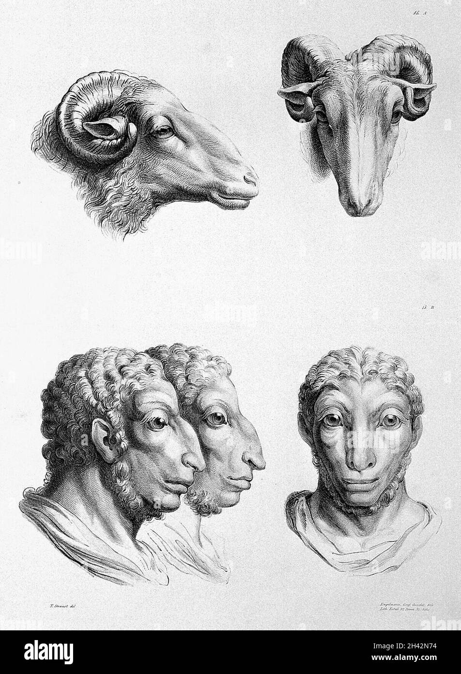 The relation between the human physiognomy and that of the Stock Photo ...