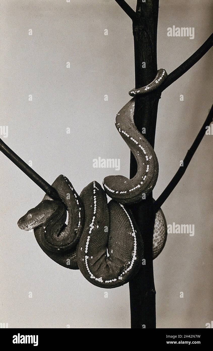 Green tree snake (Chondropython viridis), coiled around a branch ...