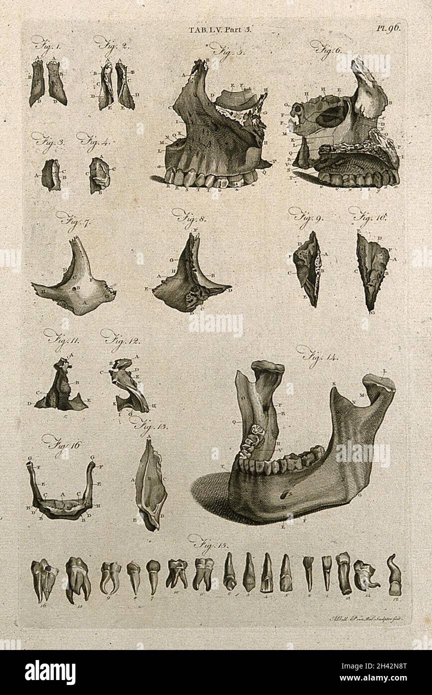 The jawbone and teeth. Line engraving by A. Bell after J.-J. Sue, 1798 ...