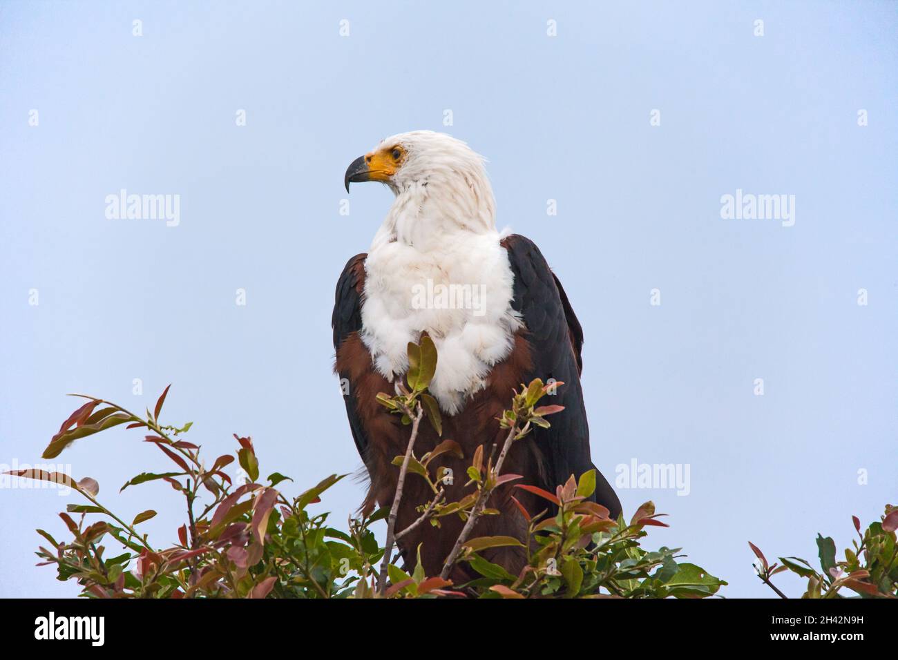 African fish eagle perching tree hi-res stock photography and images ...
