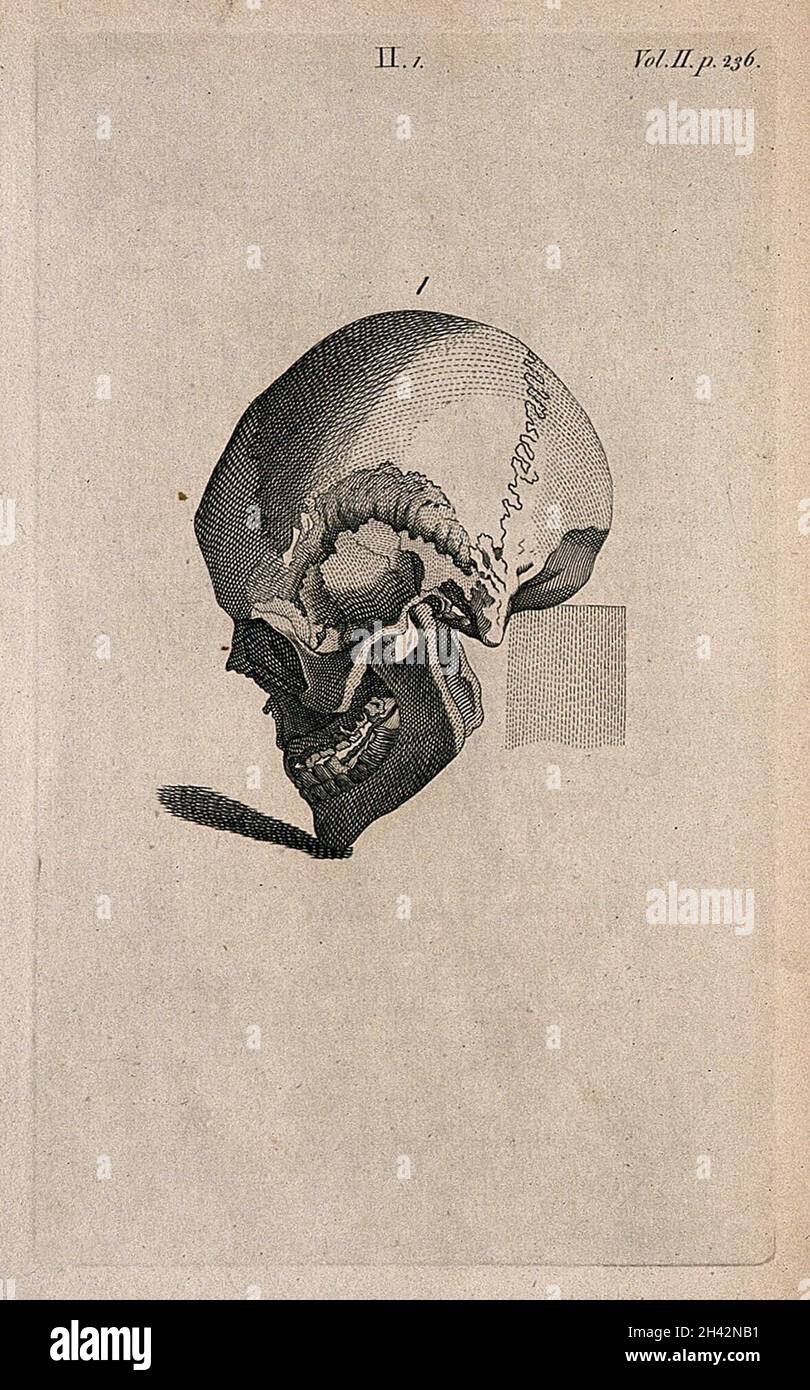 Human skull with chin tilted downward: Line engraving, 1780/1800 Stock ...