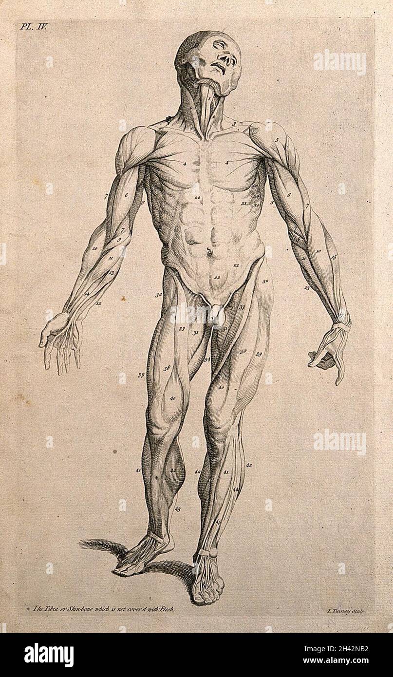 Human drawing andreas vesalius hi-res stock photography and images - Alamy