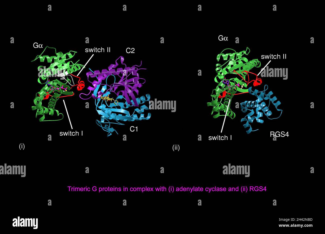 Trim. G protein/adenylate cyclase, mol.model Stock Photo - Alamy