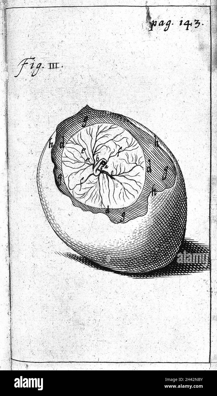 Embryology Black and White Stock Photos & Images - Alamy