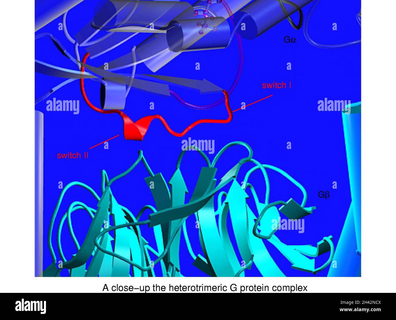 Molecular model of heterotrimeric G protein Stock Photo - Alamy