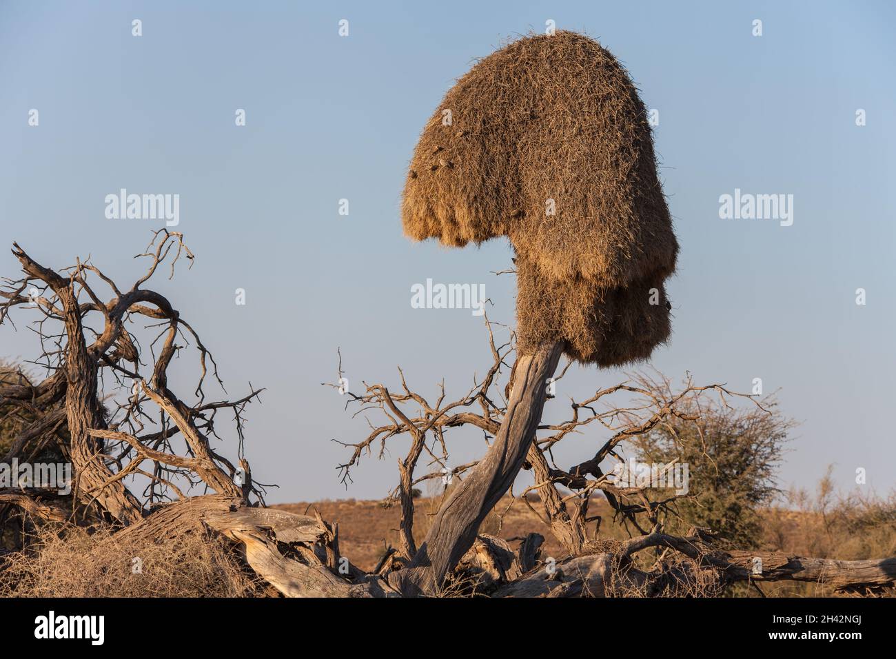 Sociable weaver bird kgalagadi hi-res stock photography and images - Alamy