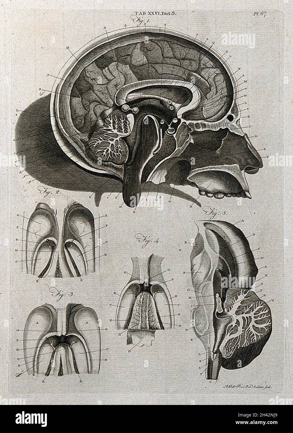 The brain: five sections. Line engraving by A. Bell after A. Monro ...