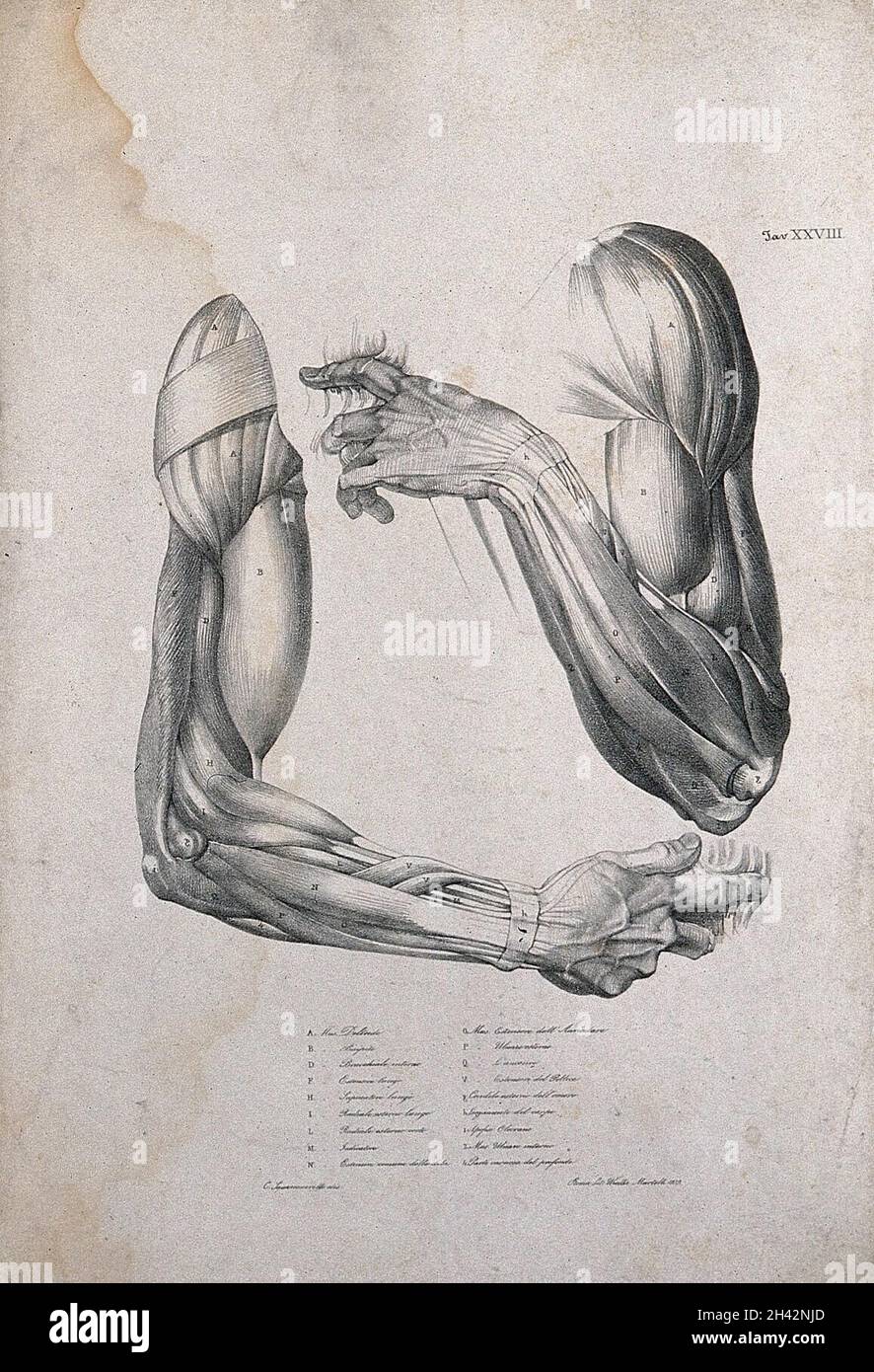 Muscles of the shoulder, arm and hand: two figures of écorché arms ...