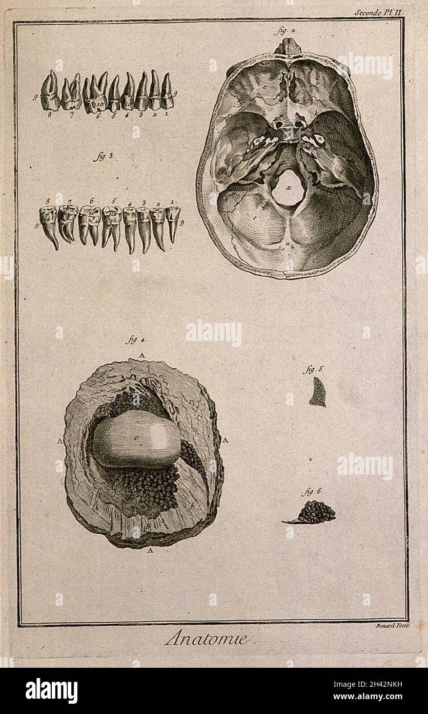 Teeth, skull and patella (knee cap), the latter after Clopton Havers ...