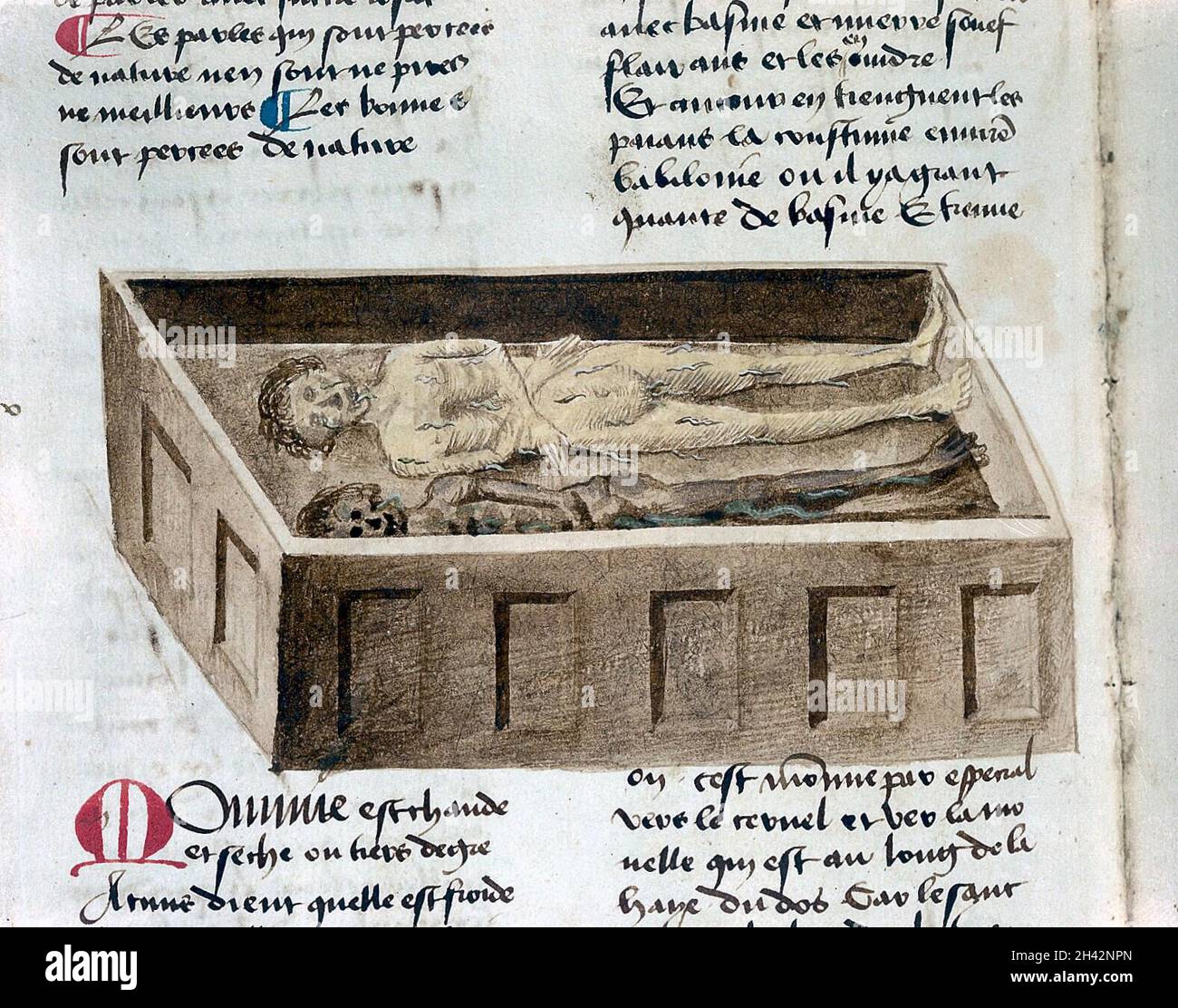 Platearius, Circa instans Stock Photo - Alamy