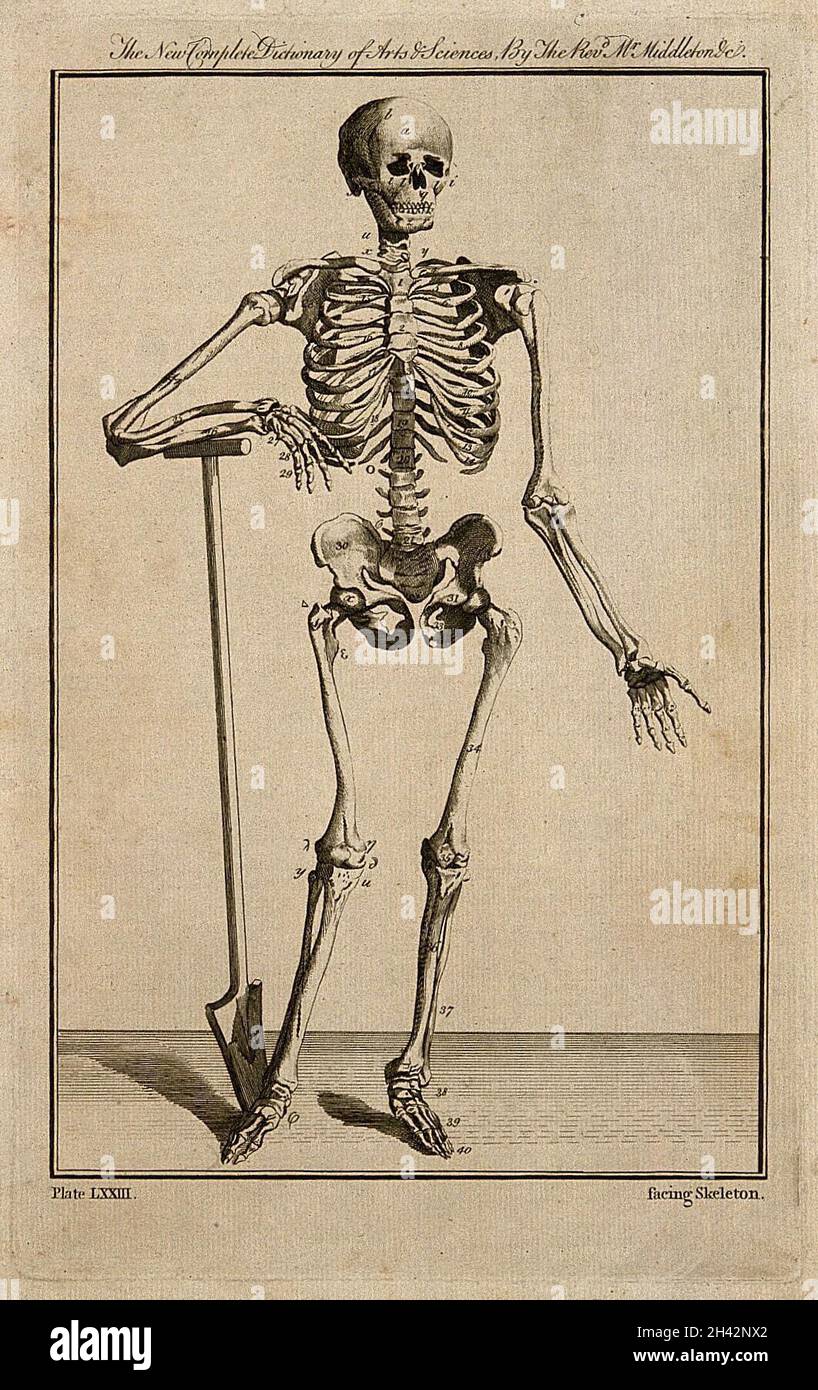 A human skeleton, seen from the front, resting the bones of his right ...