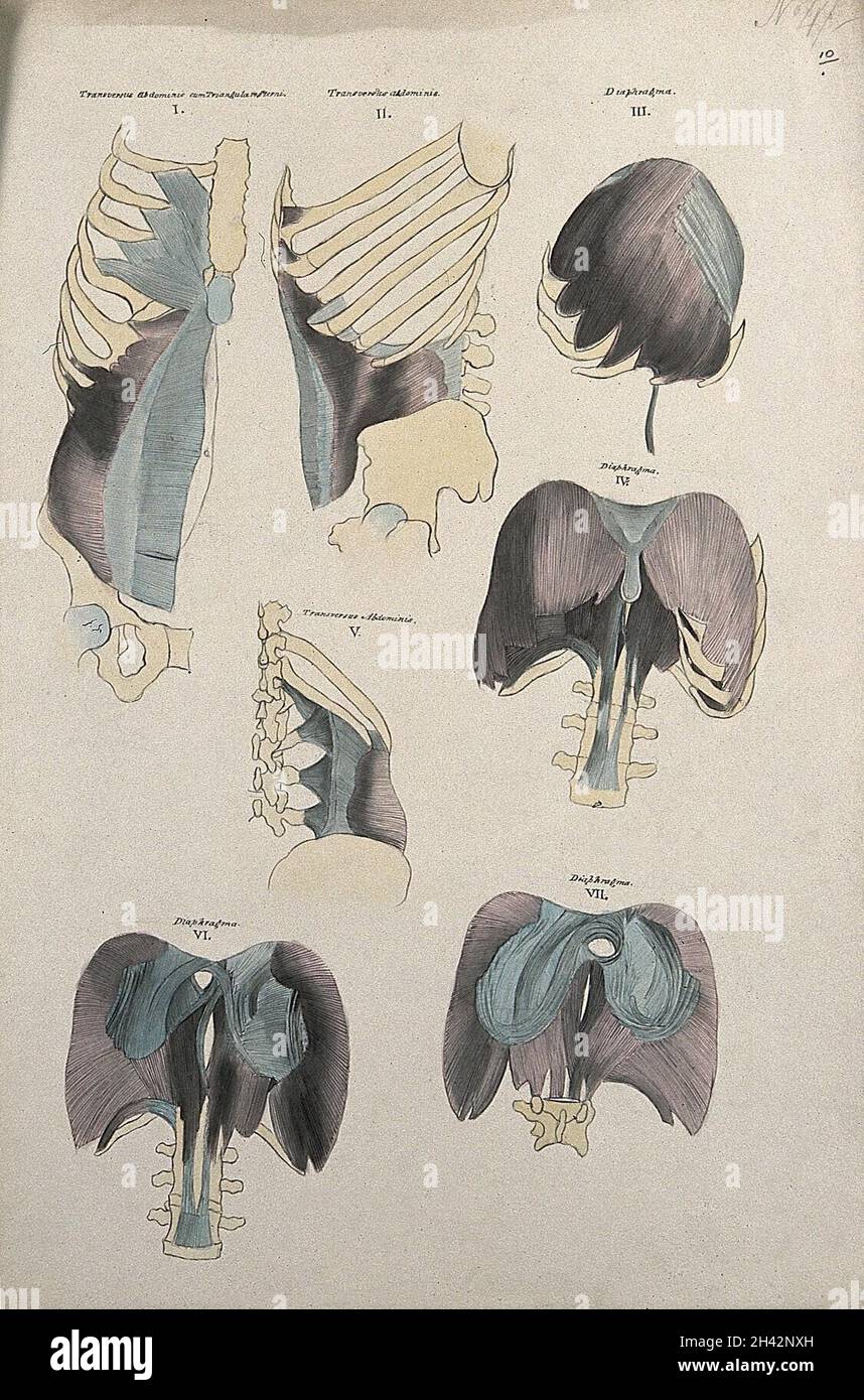 Muscles of the diaphragm: seven figures. Pen and ink drawing with ...