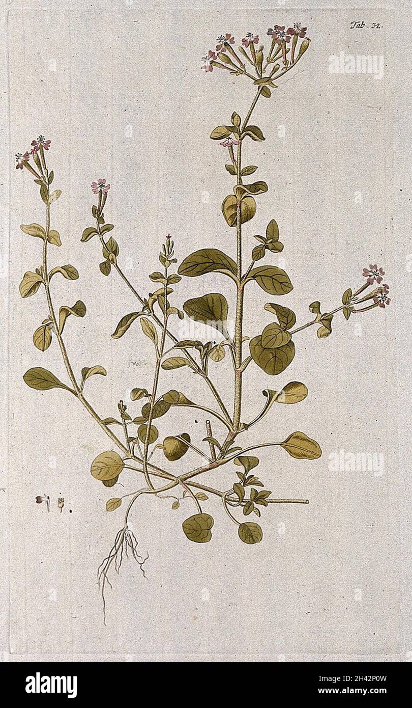 Campion (Silene sp.): entire flowering plant with separate floral ...