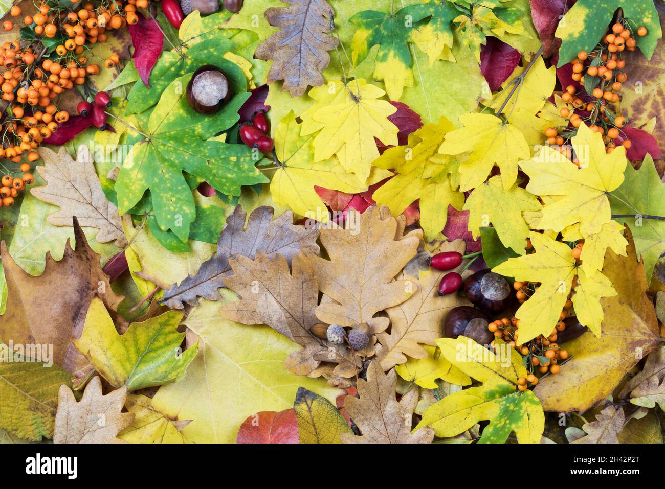 Tree top view of forest ground hi-res stock photography and images - Alamy