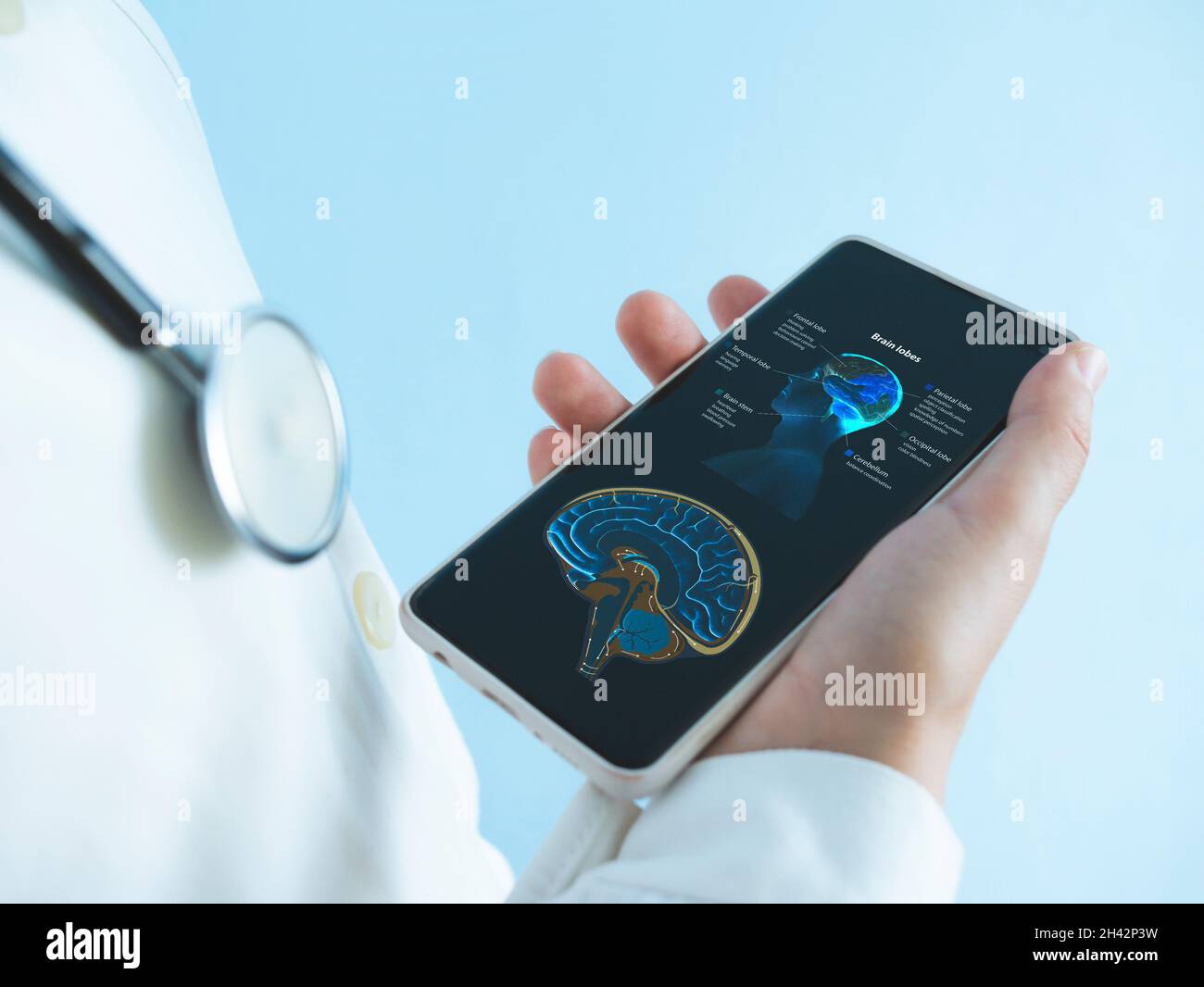 neurologist, brain, Medicine doctor with stethoscope using mobile smart ...