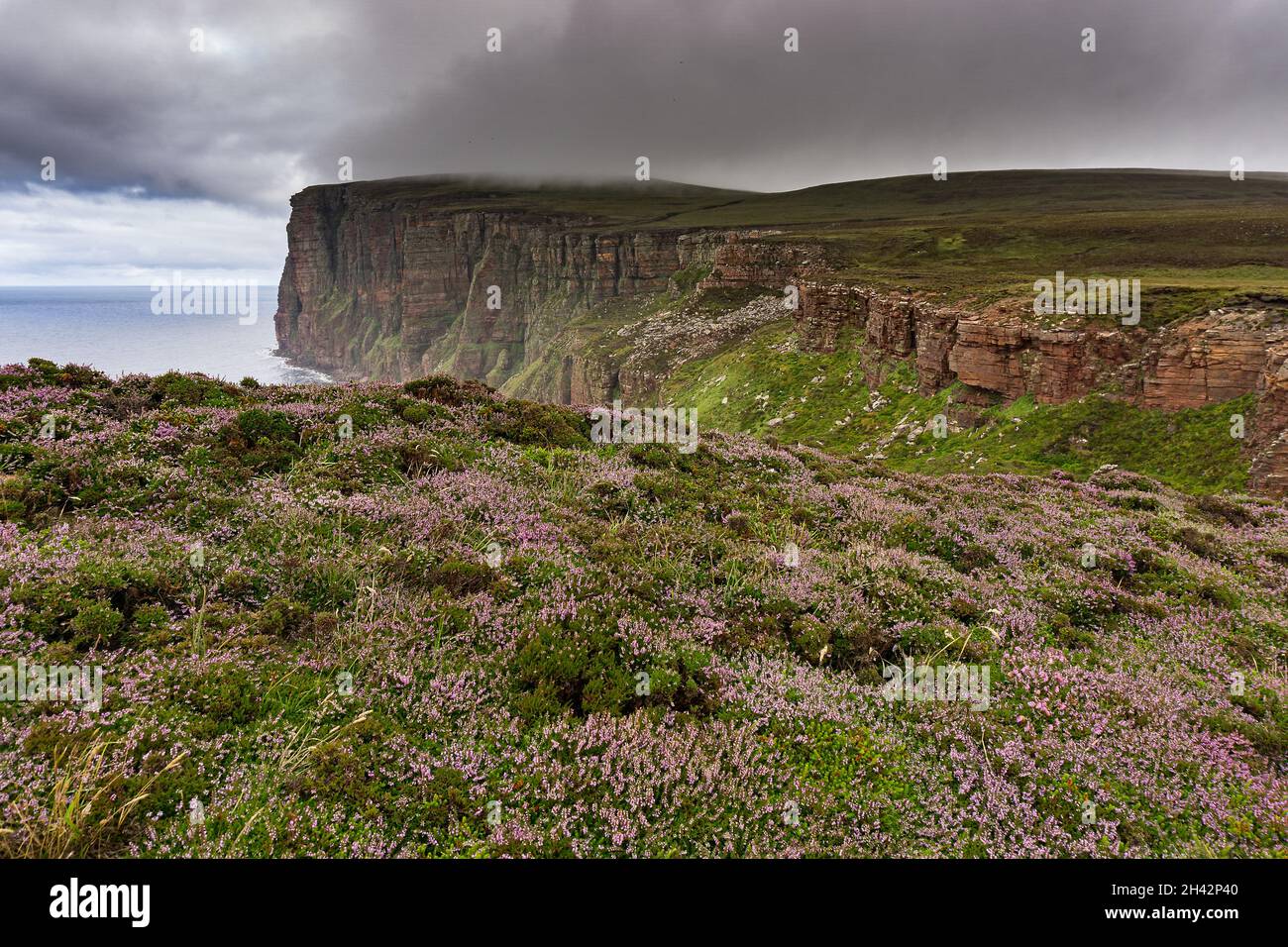 Heather in flower on the coastal cliffs, Hoy, Orkney Stock Photo - Alamy
