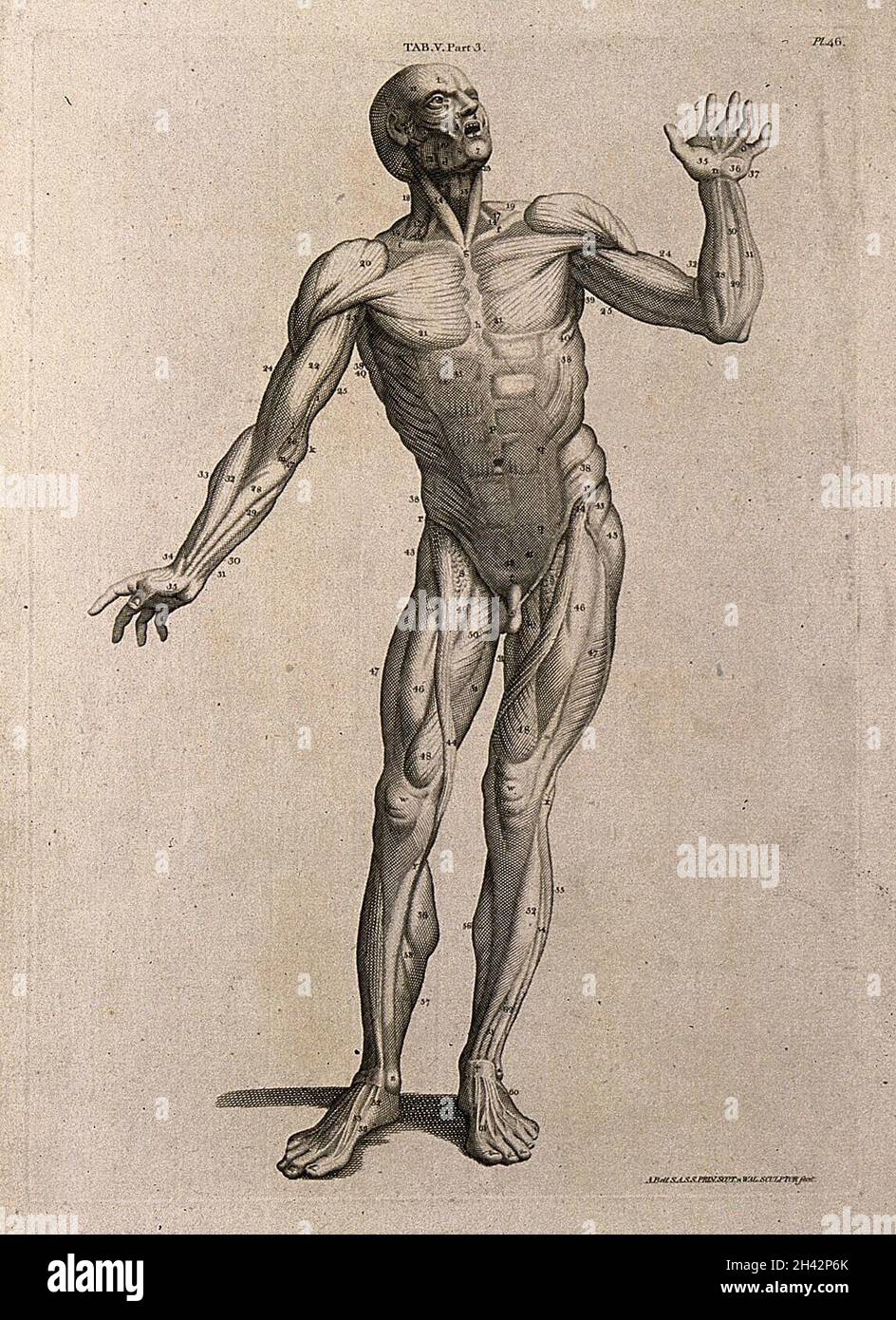 Man anterior view hi-res stock photography and images - Alamy