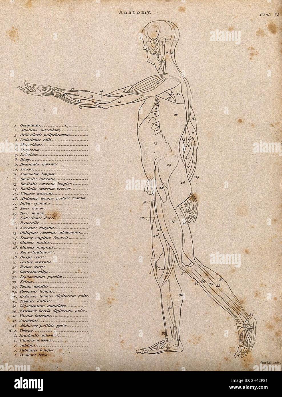 Arm muscles diagram hi-res stock photography and images - Alamy