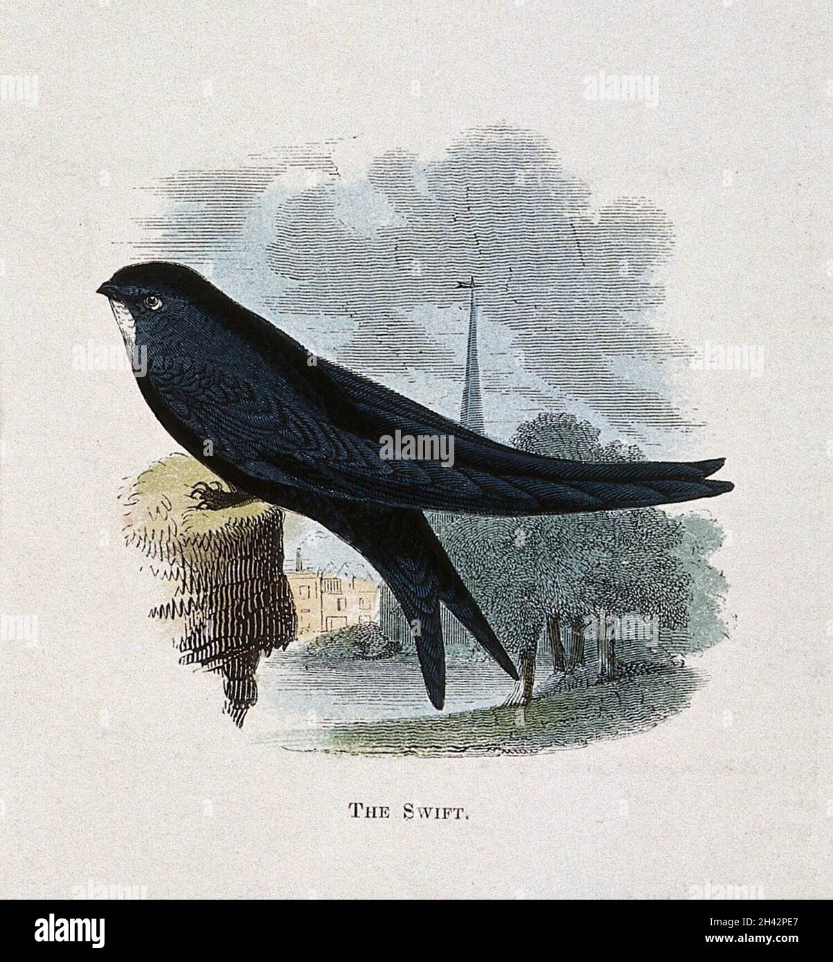 A swift (Cypselus apus). Coloured engraving by Whimper Stock Photo - Alamy