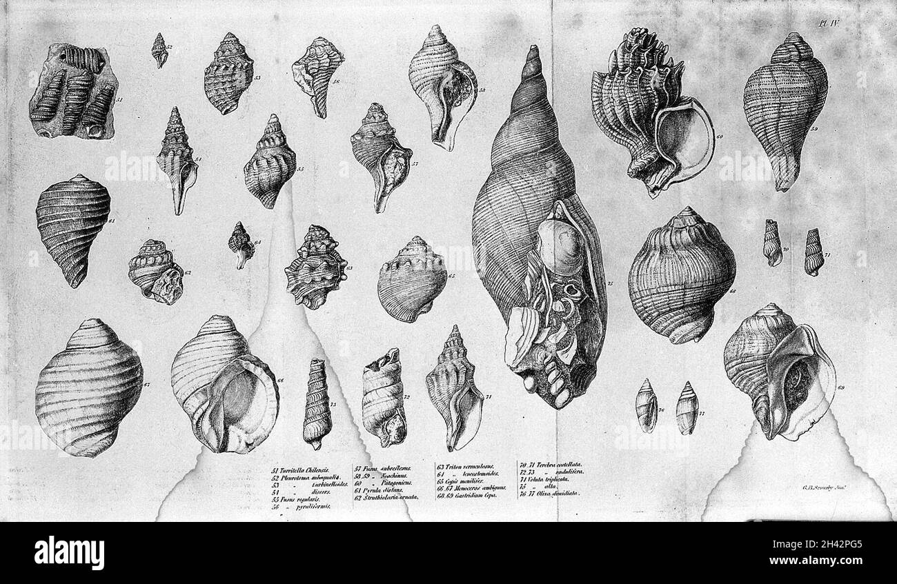 Conchology shells hi-res stock photography and images - Alamy