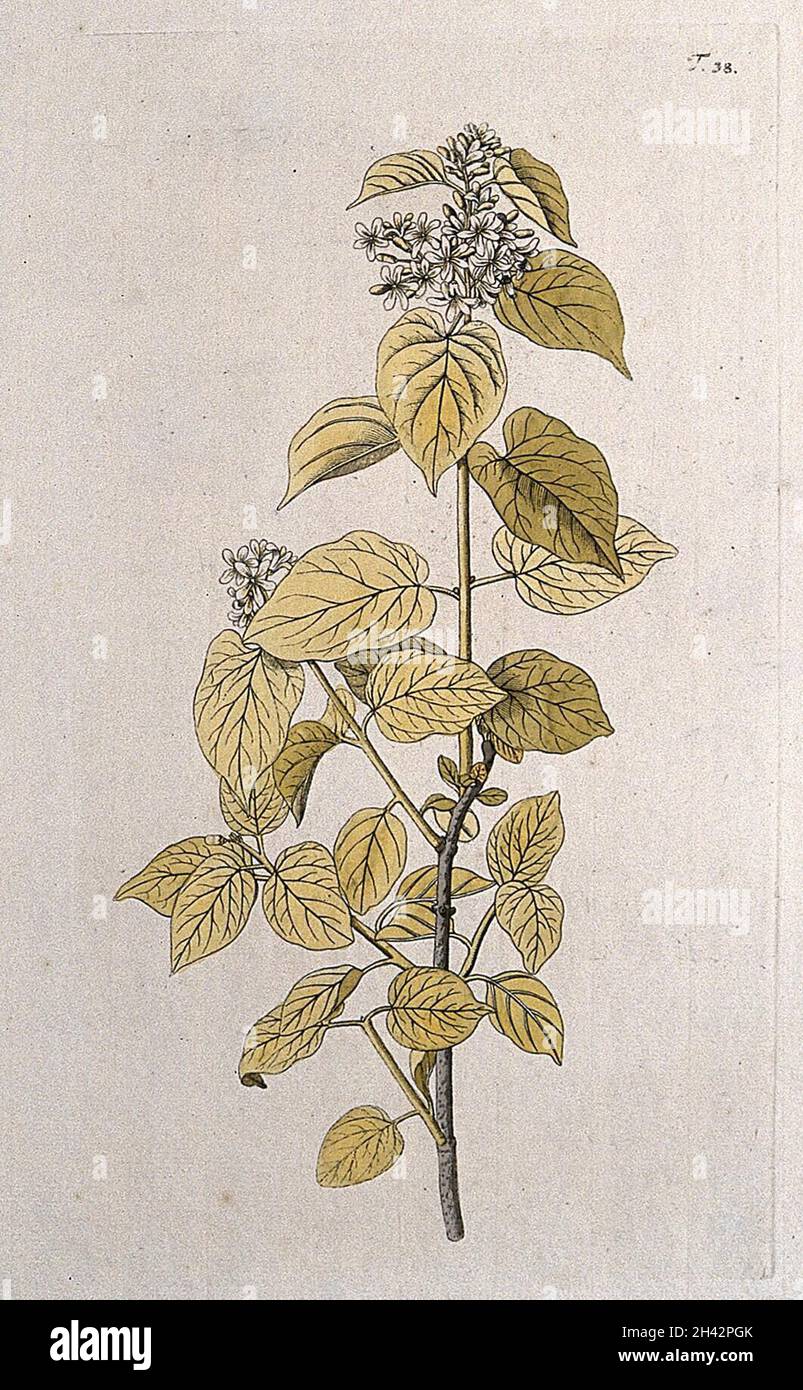 Cynanchum erectum: flowering shoot. Coloured engraving after F. von ...