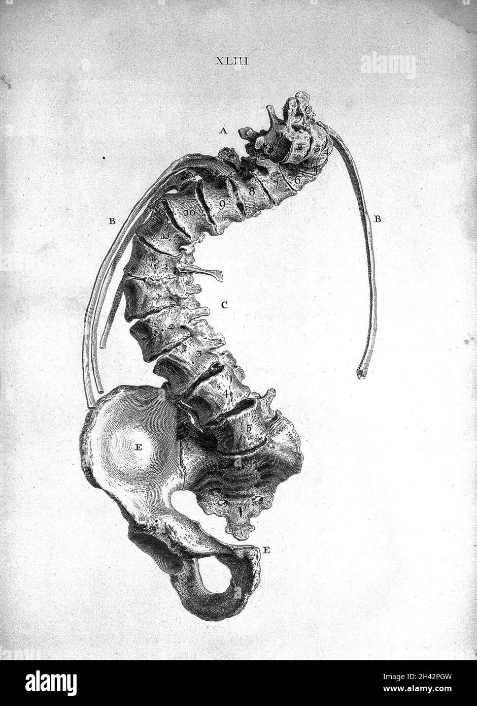 Bones of trunk anatomy Black and White Stock Photos & Images - Alamy